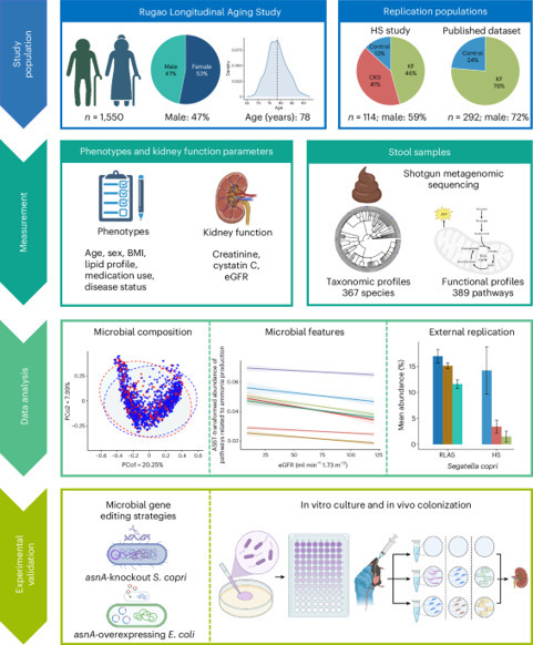 Segatella copri and gut microbial ammonia metab...