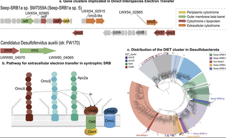 Physiological potential and evolutionary trajec...