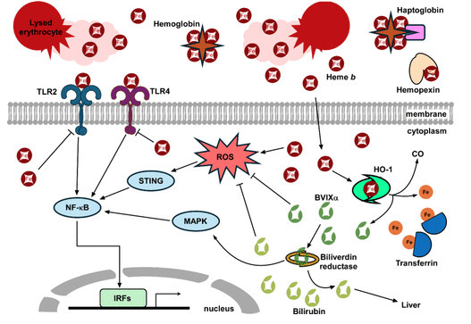 Heme in Bacterial Pathogenesis and as an Antimi...