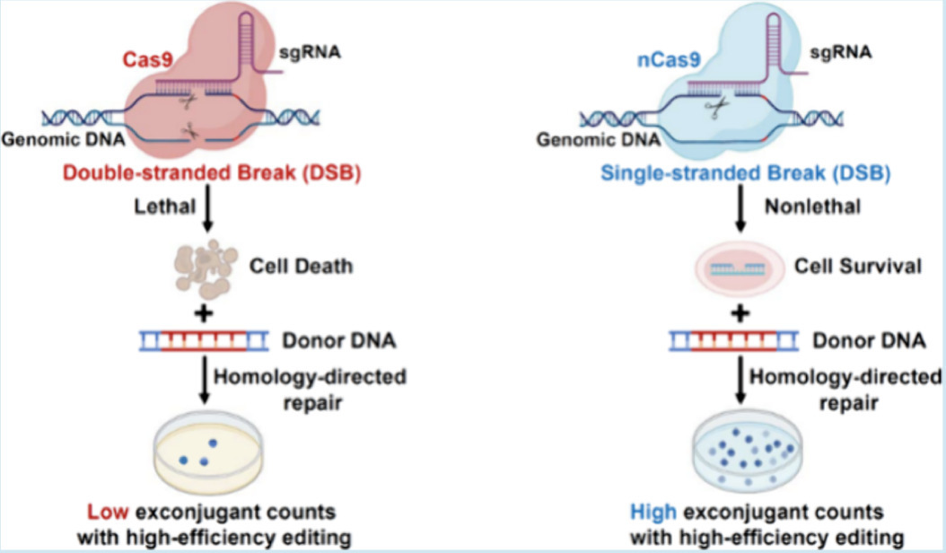 Development of a CRISPR/Cas9D10A Nickase (nCas9...