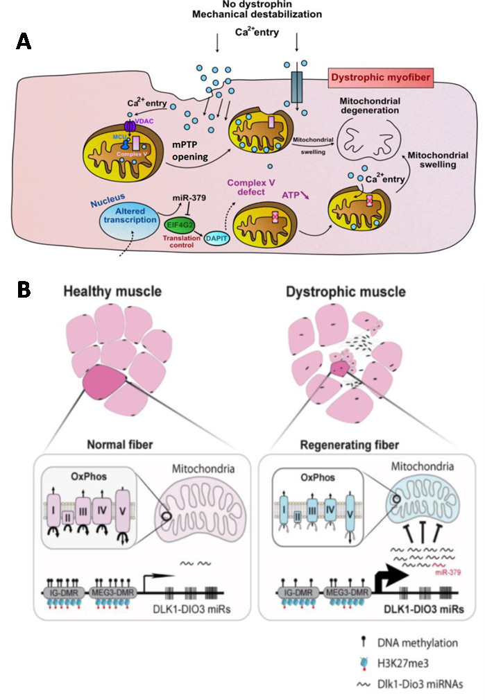 Mécanisme moléculaire du dysfonct...