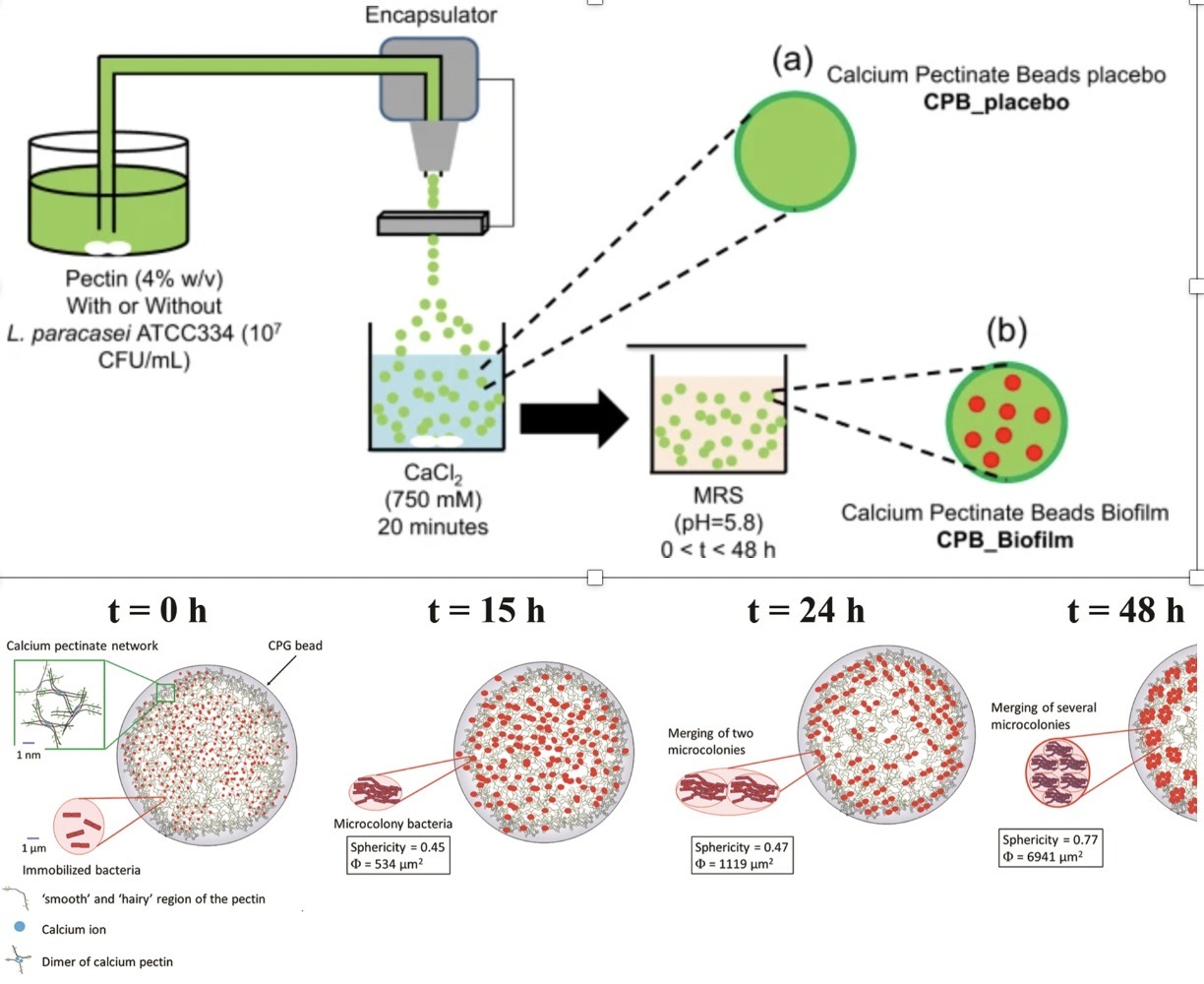 Intestinal release of biofilm-like microcolonie...