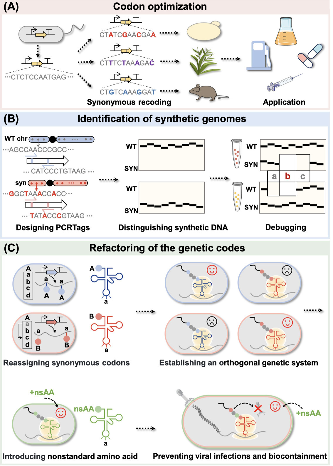 Artificial design of the genome: from sequences...