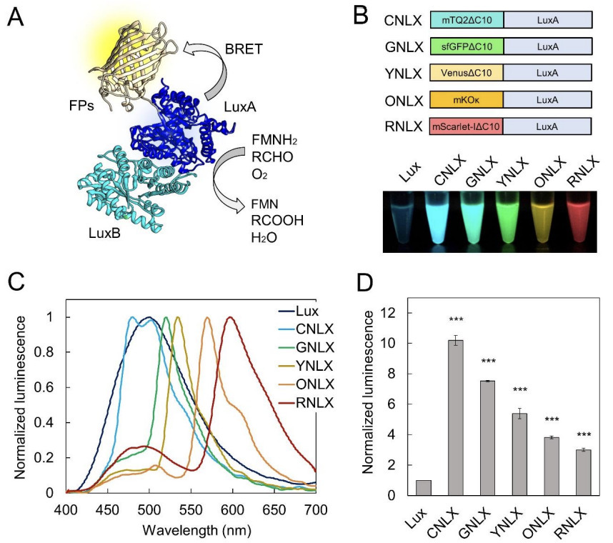 Autonomous multicolor bioluminescence imaging i...