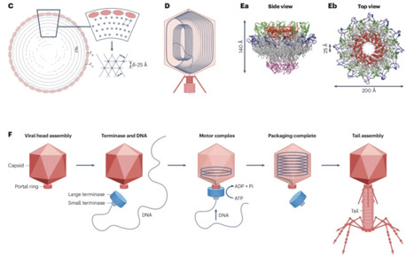 DNA packaging by molecular motors: from bacteri...