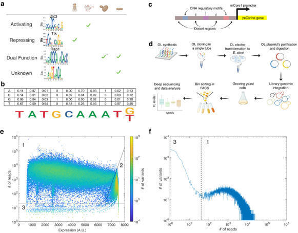 A universal system for boosting gene expression...