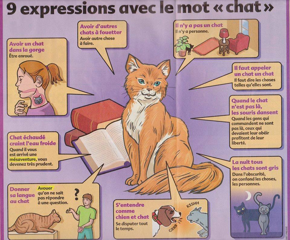 Expressions idiomatiques avec le mot "chat...
