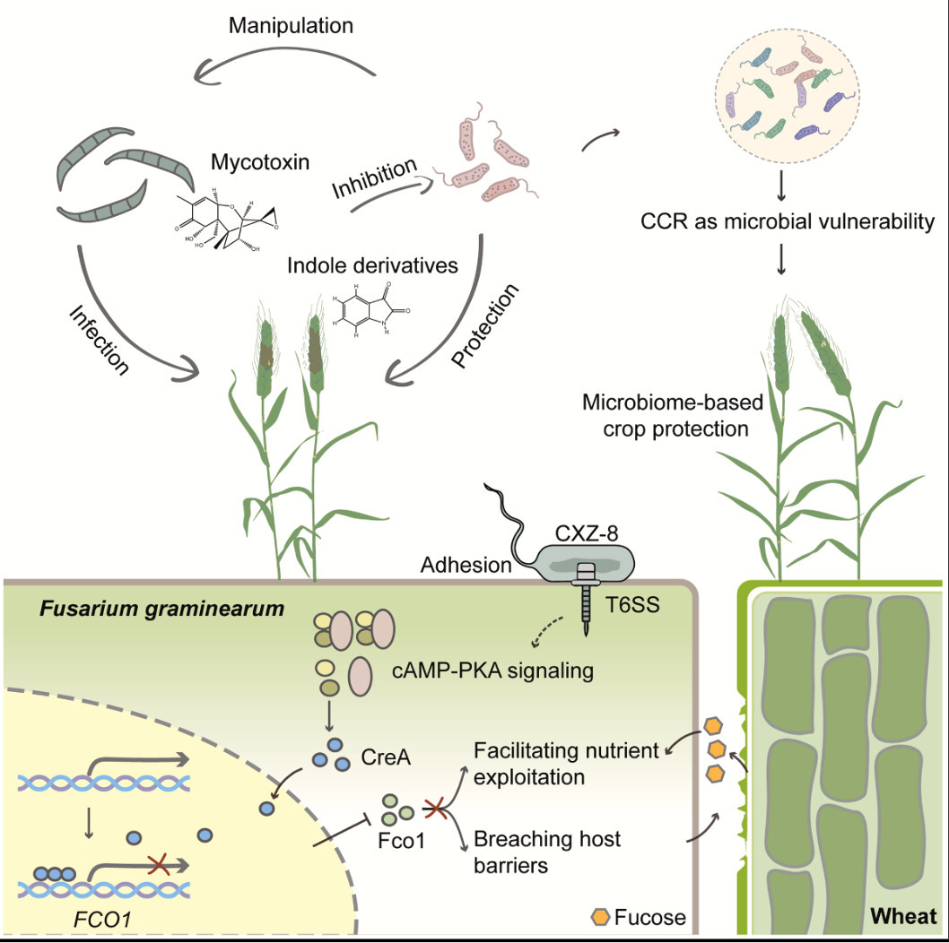 Bacterial entrapment of a fungal carbon repress...
