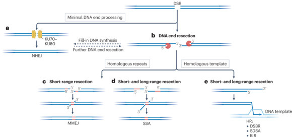 Mechanisms and regulation of DNA end resection ...