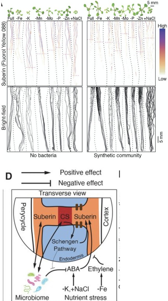 Coordination between microbiota and root endode...