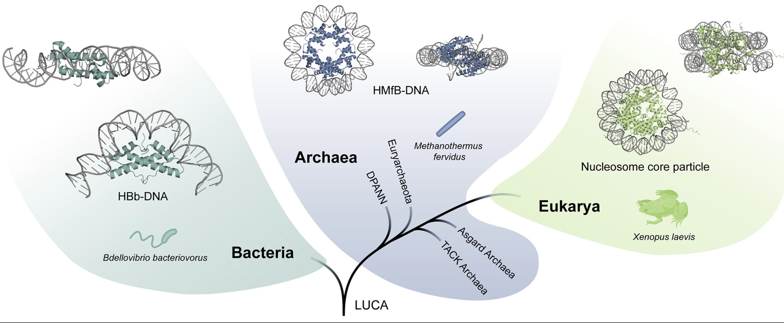 Bacterial histone HBb from Bdellovibrio bacteri...