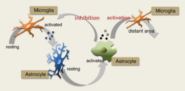 Interaction of Microglia and Astrocytes in the ...