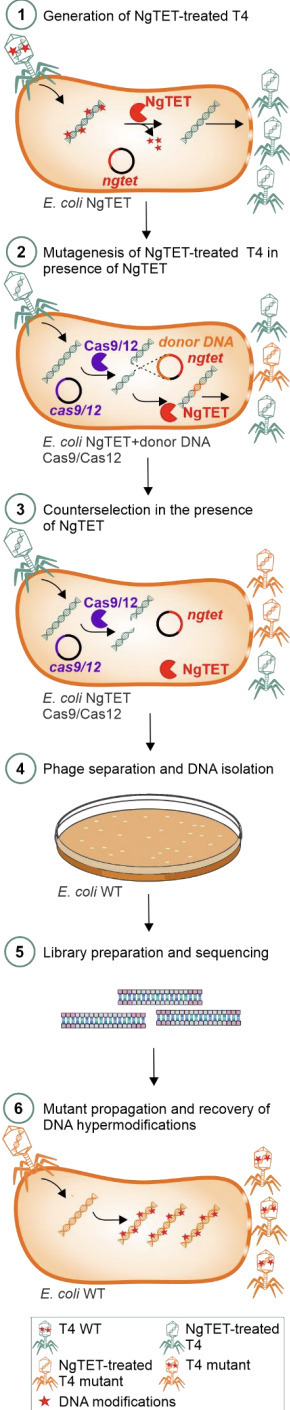 Temporal epigenome modulation enables efficient...