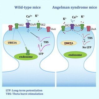 UBE3A Regulates Synaptic Plasticity and Learnin...