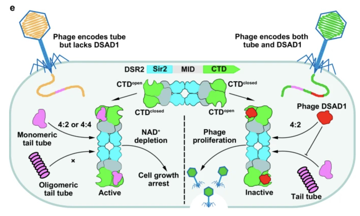 Structural basis for phage-mediated activation ...