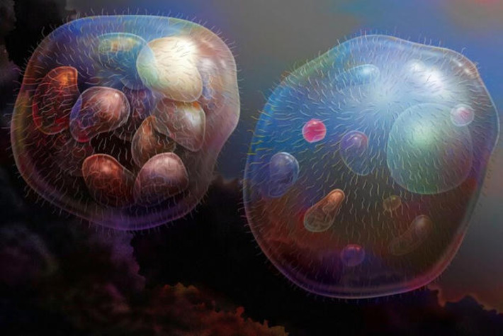 Ozempic may be reshaping the brain, scientists ...