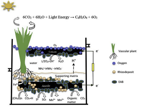 An overview of plant microbial fuel cells (PMFC...