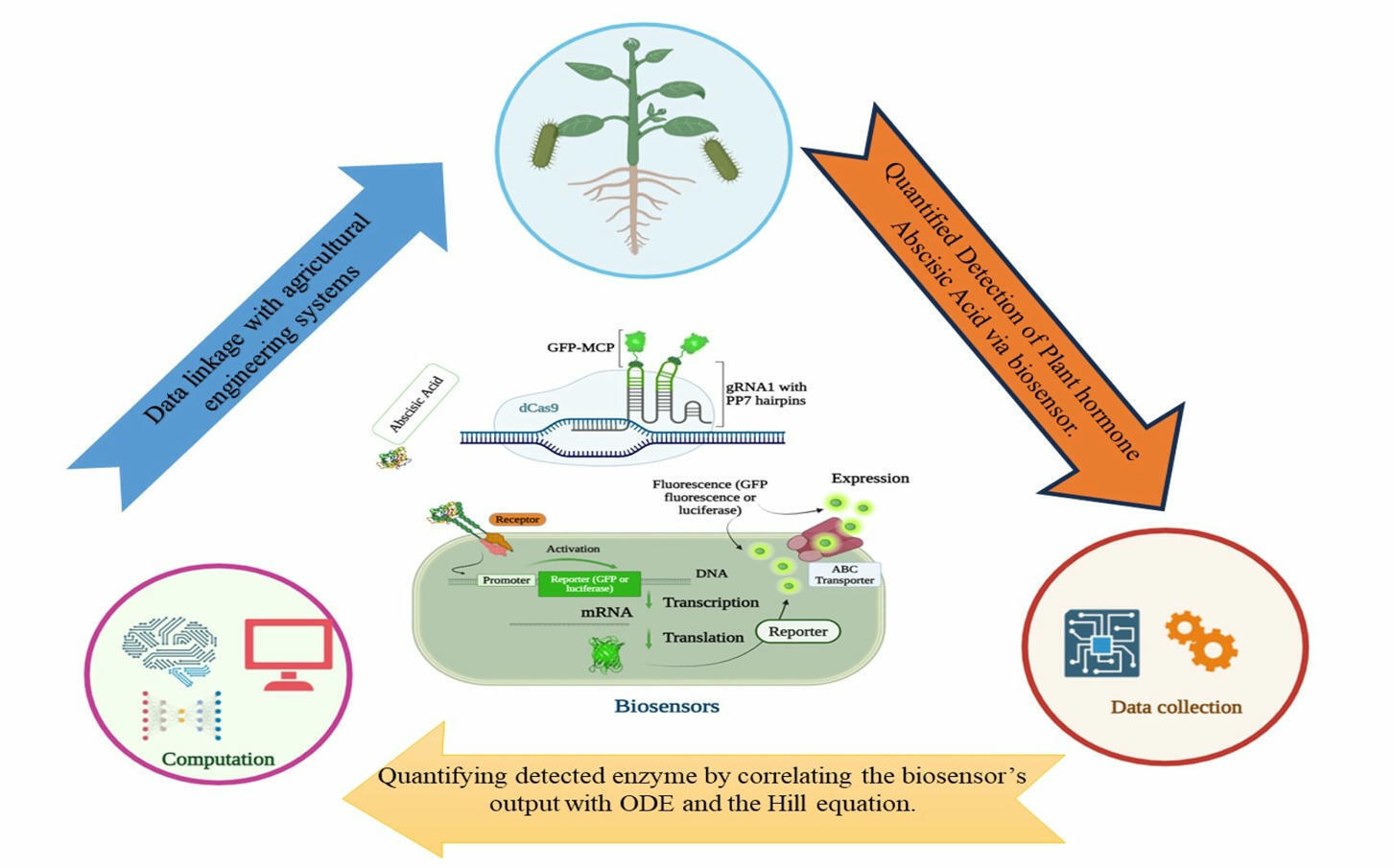 Quantifying Plant Signaling Pathways by Integra...