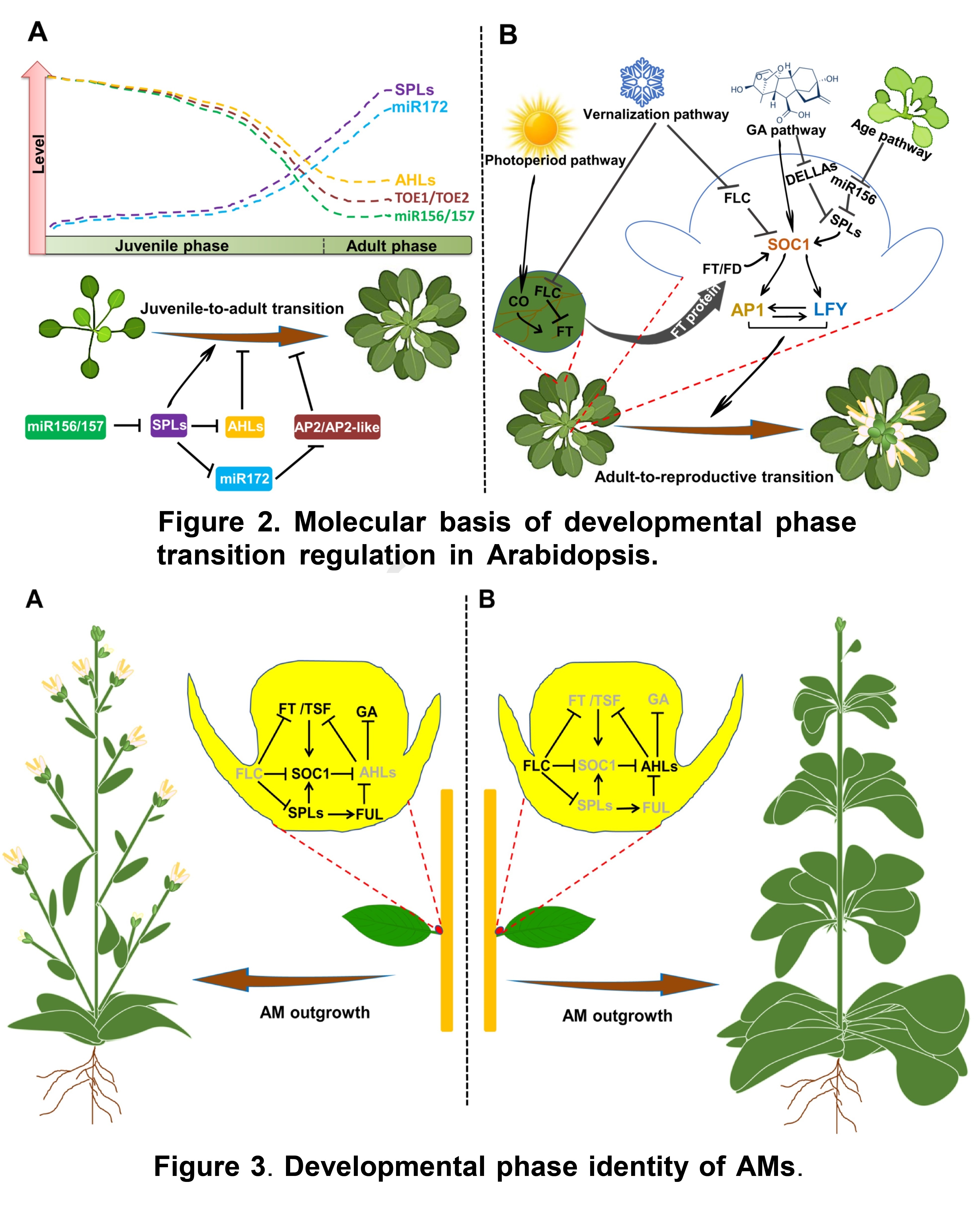 The imperial role of stem cells in determining ...