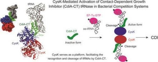 Mechanism of activation of contact-dependent gr...