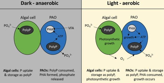 Polyphosphate accumulation in microalgae and cy...