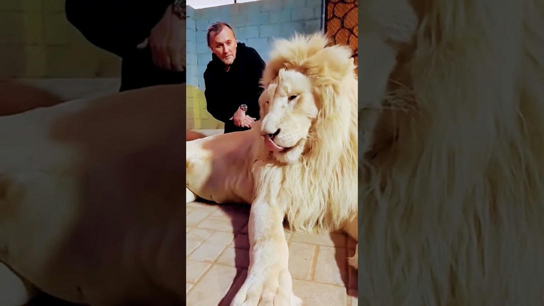 Lion refrains from eating man alive. #lion #ani...