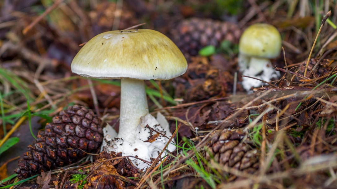 Giftiga svampar i Sverige – här &aum...