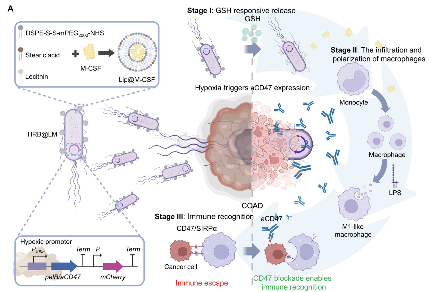 Programmable engineered bacteria as sustained-r...