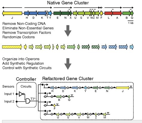 Refactoring the nitrogen fixation gene cluster ...