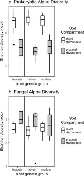 Impacts of Maize Domestication and Breeding on ...