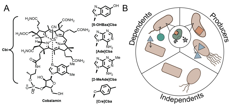 Vitamin B12 variants structure soil microbial c...