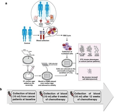 Circulating Tumor Cell cluster phenotype allows...