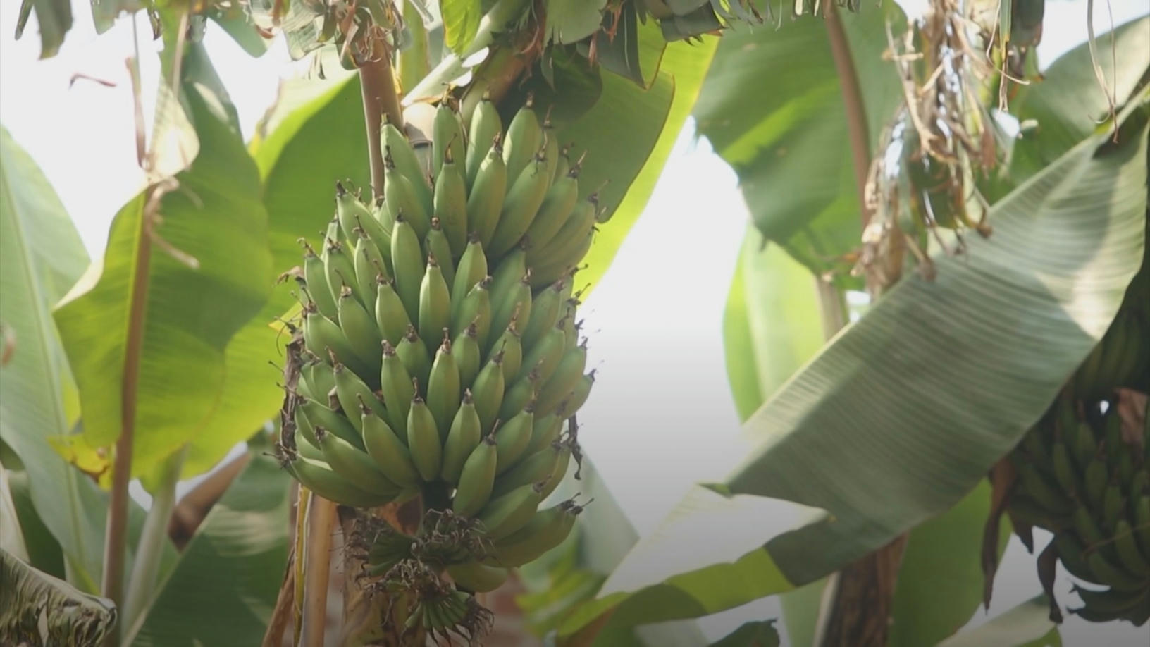 AFRIQUE : Le bananier, une ressource sous-explo...