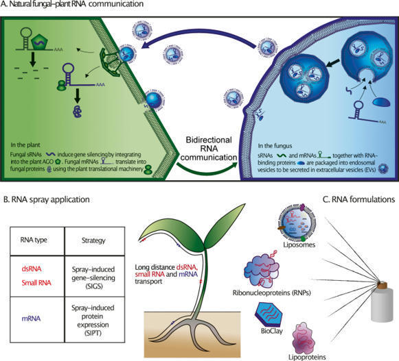 Extracellular RNAs released by plant-associated...
