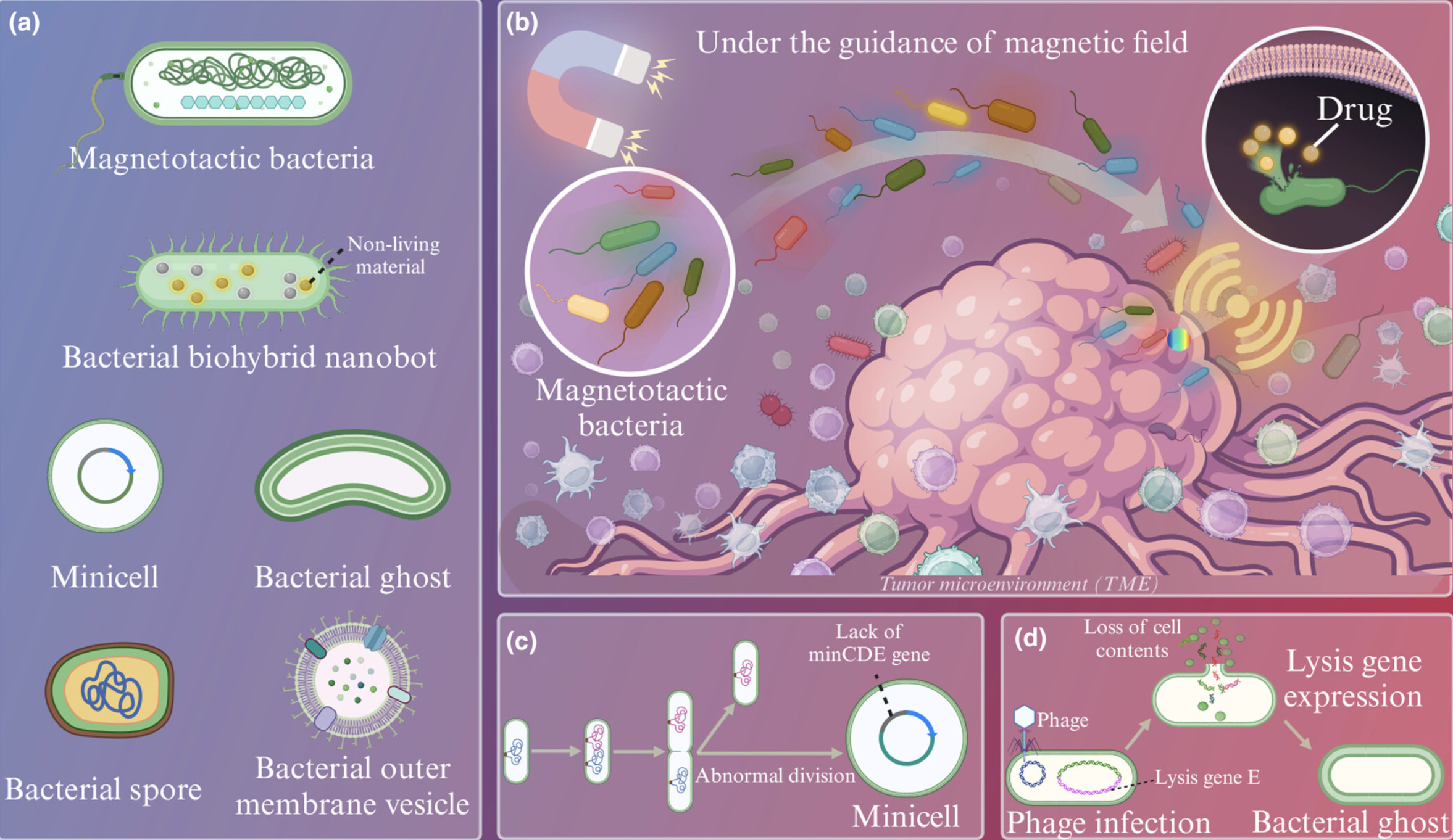 Advances in bacteria-based drug delivery system...