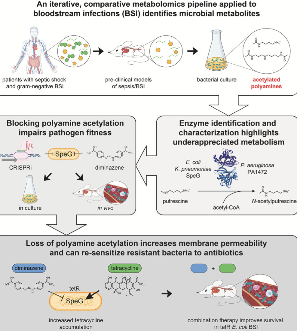 A metabolomics pipeline highlights microbial me...
