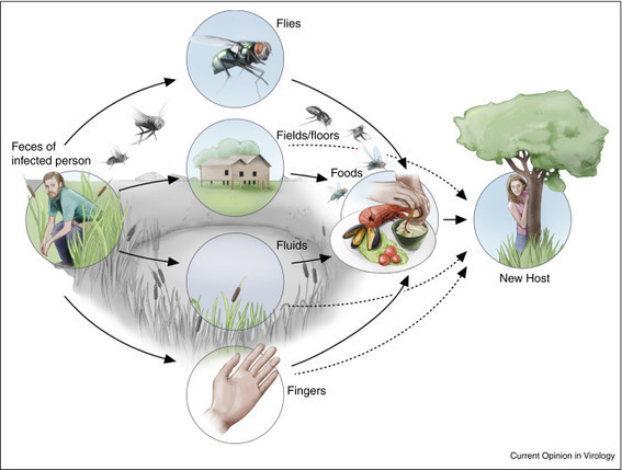 Sustained fecal-oral human-to-human transmissio...