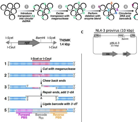 RanDeL-seq: A high-throughput method to map vir...