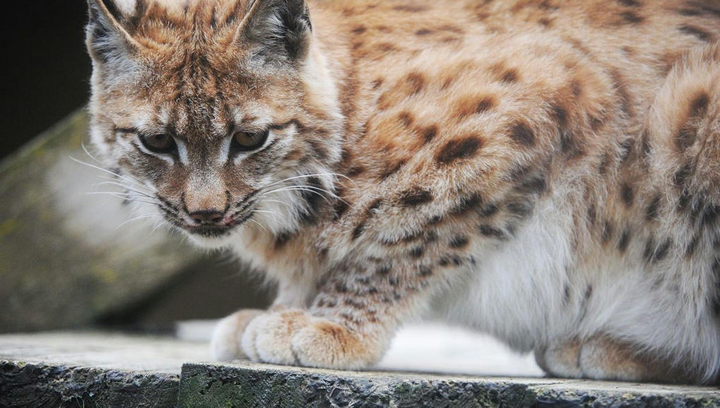 Le #lynx, #espècemenacée en Franc...