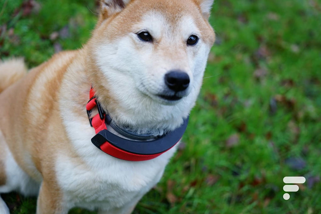 Test de l'Invoxia Smart Collar : l'Apple Watch ...