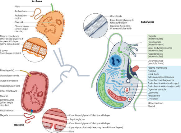 Horizontal gene transfer in eukaryotes: alignin...