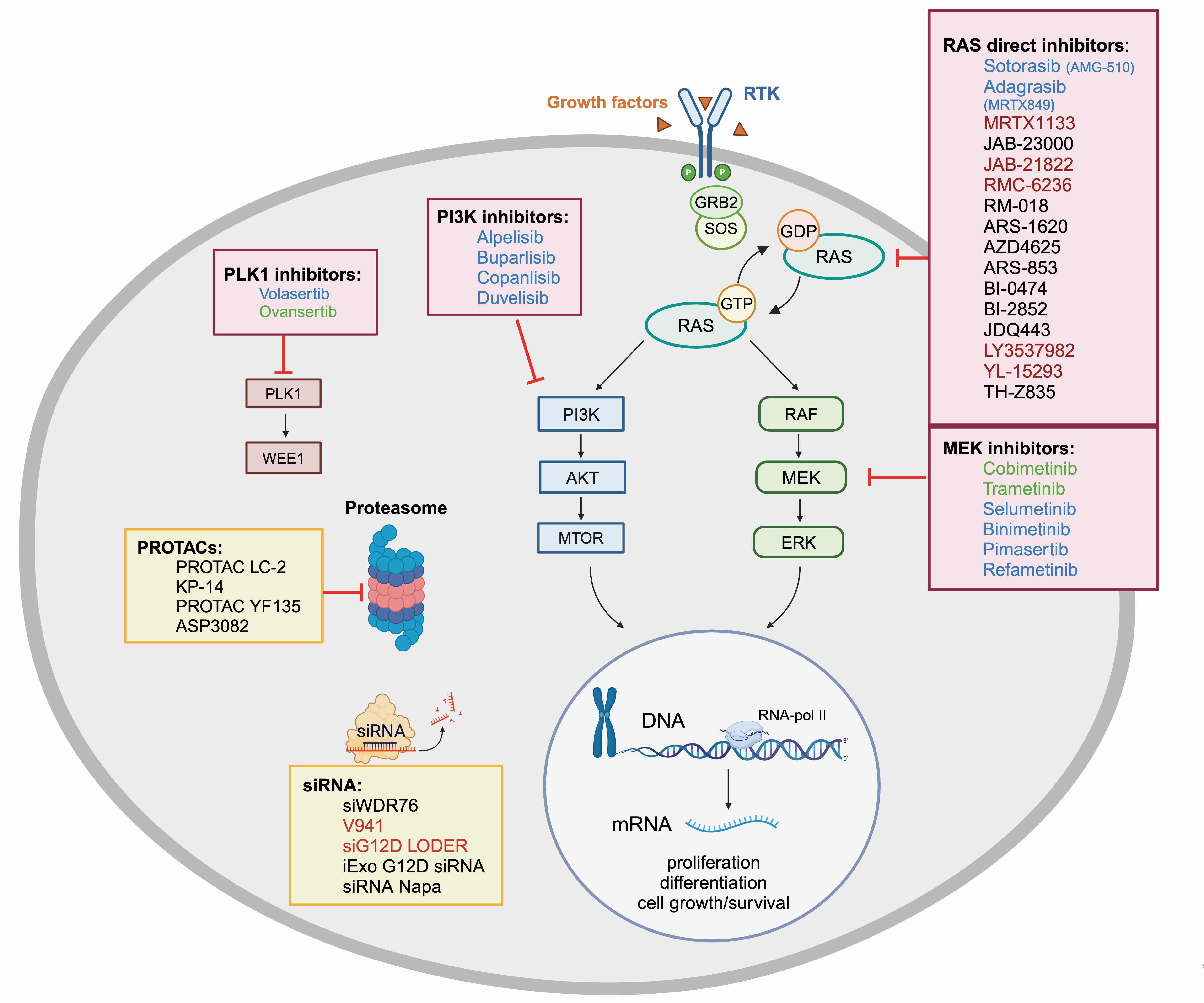 Les mutations de RAS dans les hémopathie...