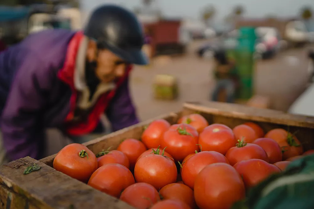 MAROC : Pourquoi la tomate marocaine est-elle p...