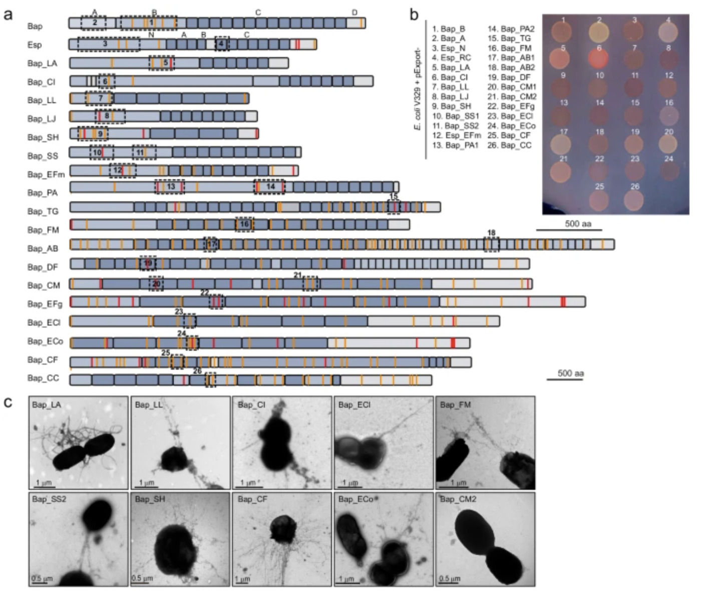 Gut microbiota produces biofilm-associated amyl...