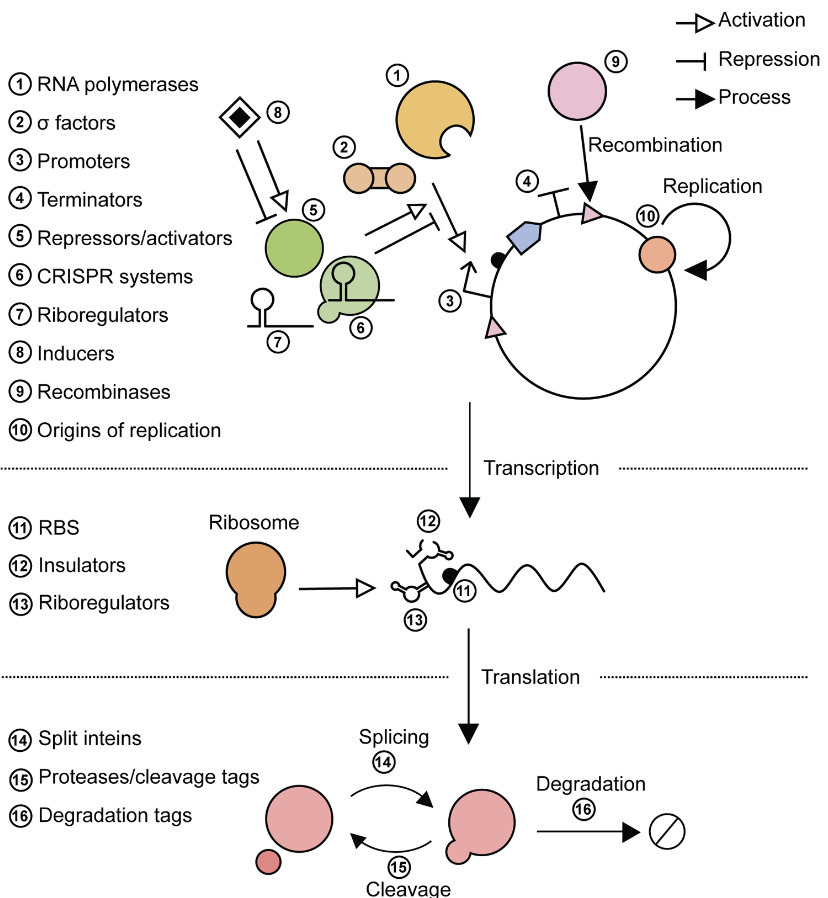 Genetic Parts and Enabling Tools for Biocircuit...