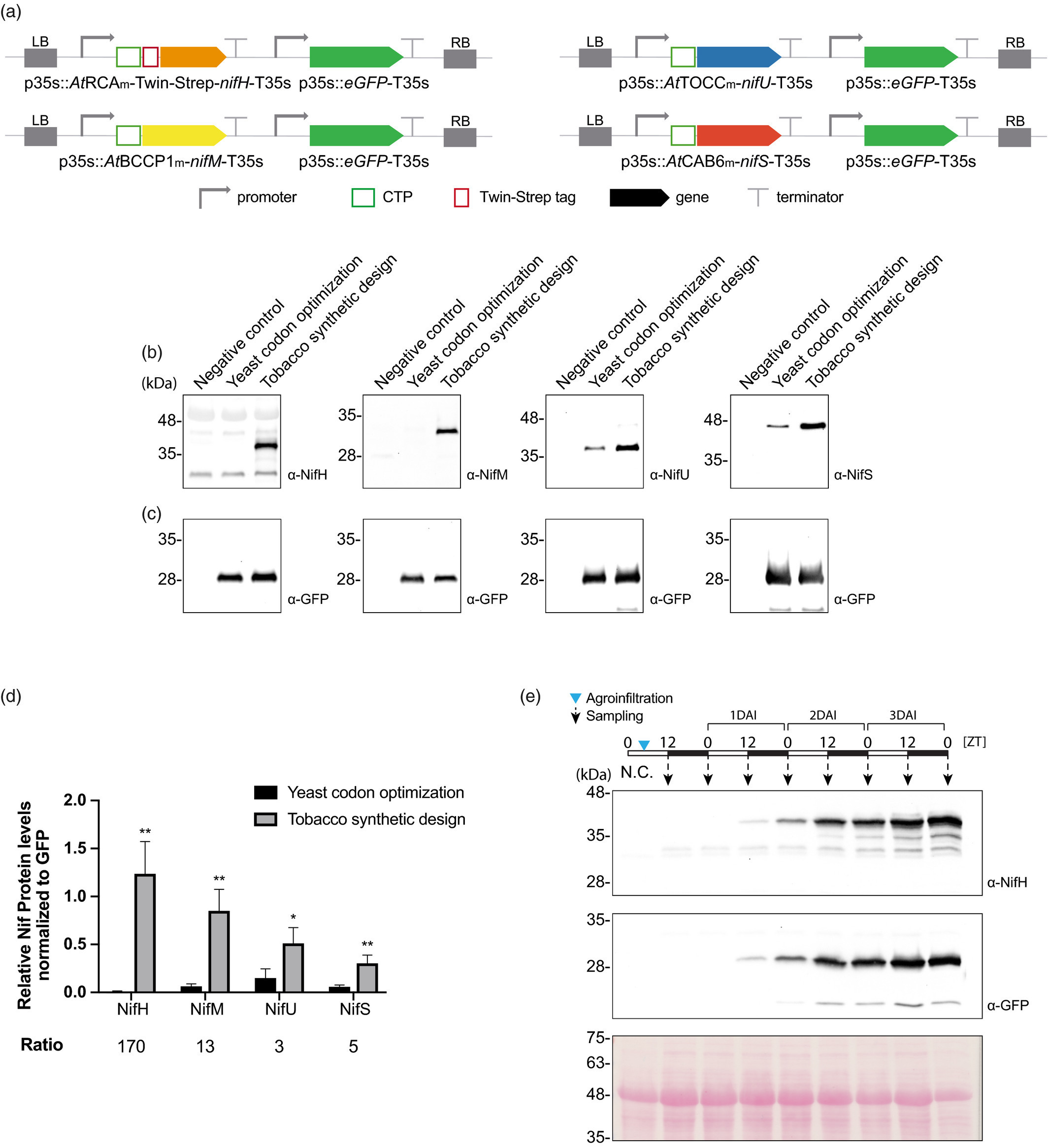 Use of synthetic biology tools to optimize the ...