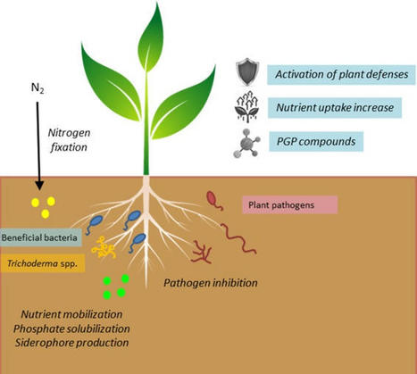 Combined use of Trichoderma and beneficial bact...