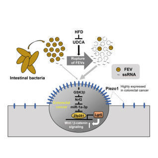 Bacterial extracellular vesicle ssRNA prevents ...