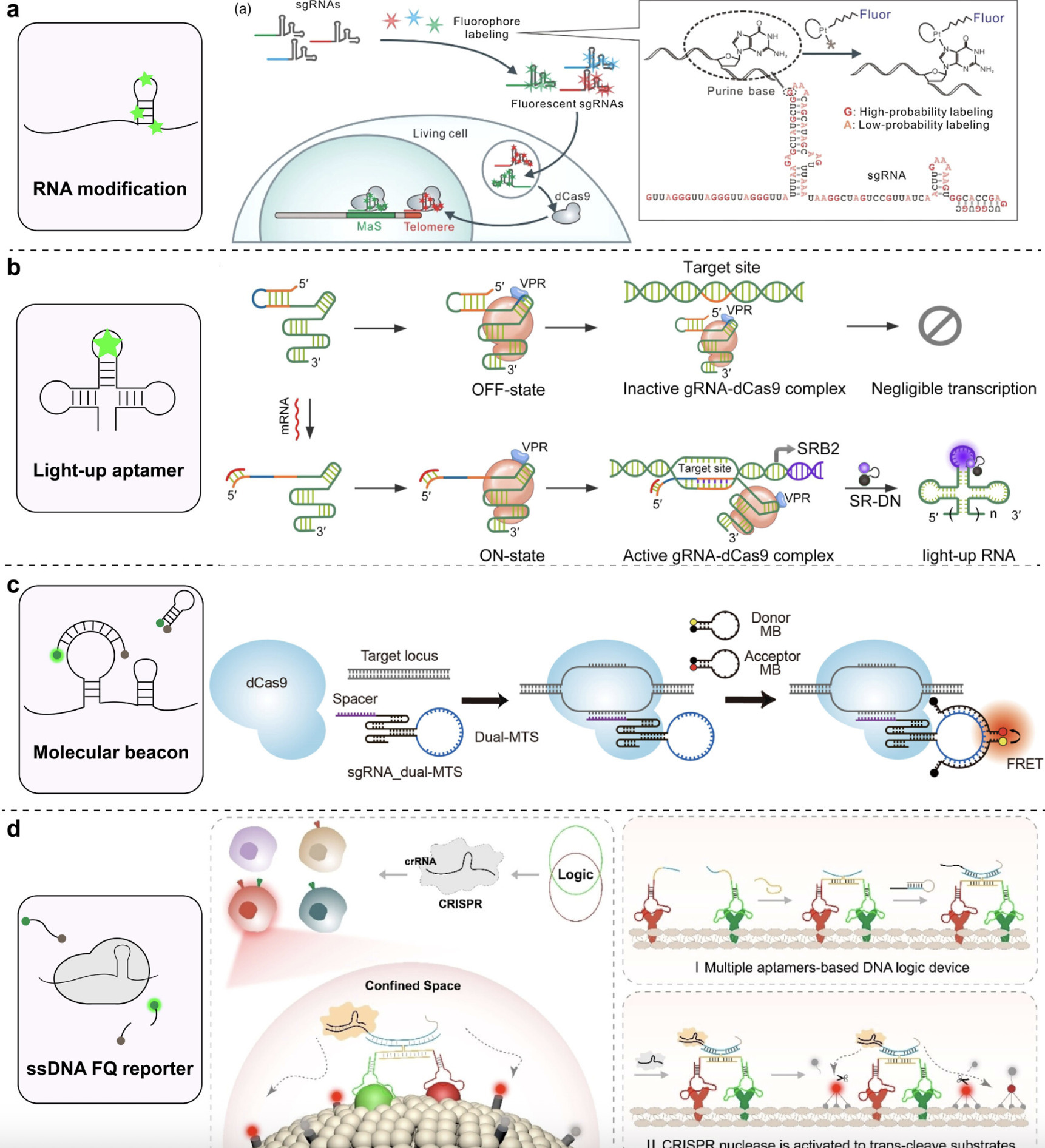 CRISPR-Based Live Cell Biosensing: Innovations ...