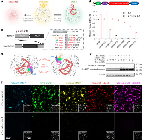 RNA-stabilized coat proteins for sensitive and ...